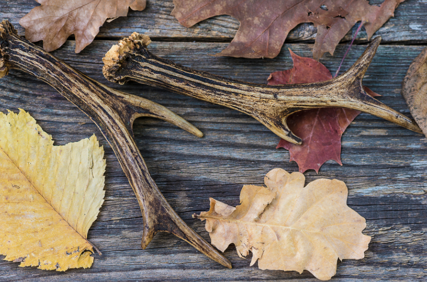 Fall Hunting Season’s Approaching — Gear Up! | Colonial Surety